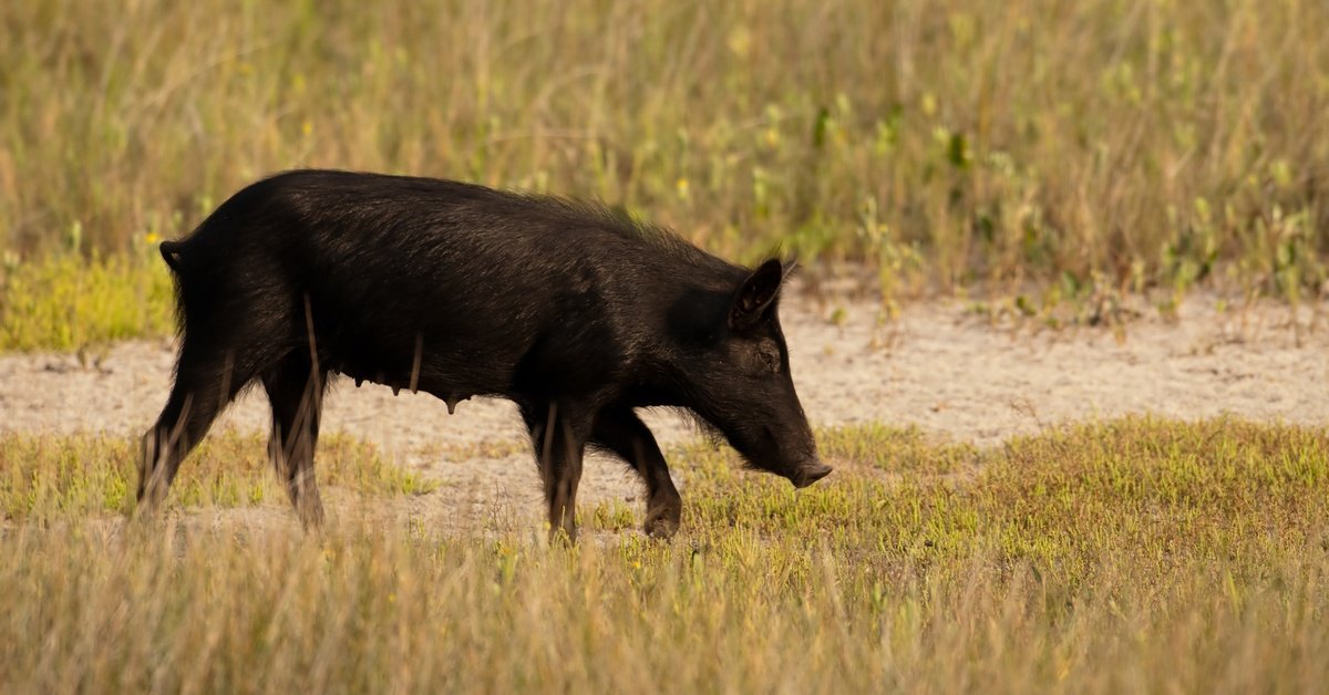 Why Can’t You Hunt Hogs Over Bait in the Everglades?