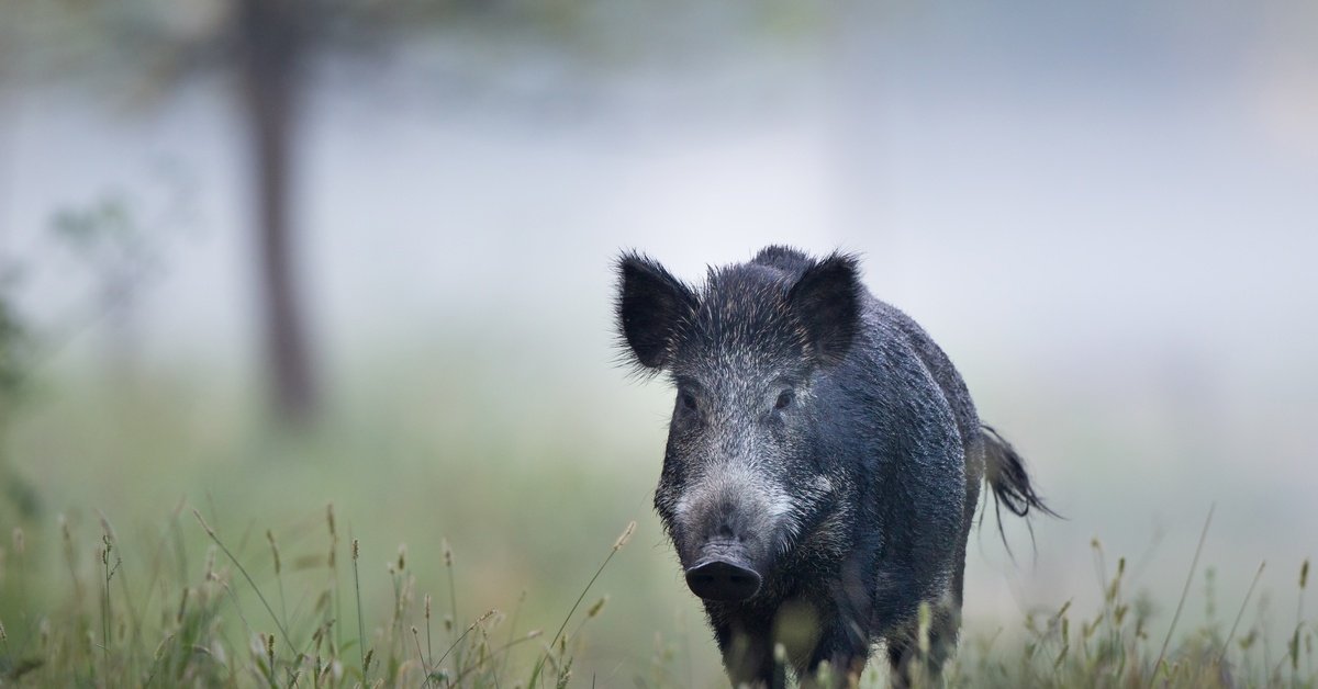 Best Times of the Year To Hunt Boar in Florida