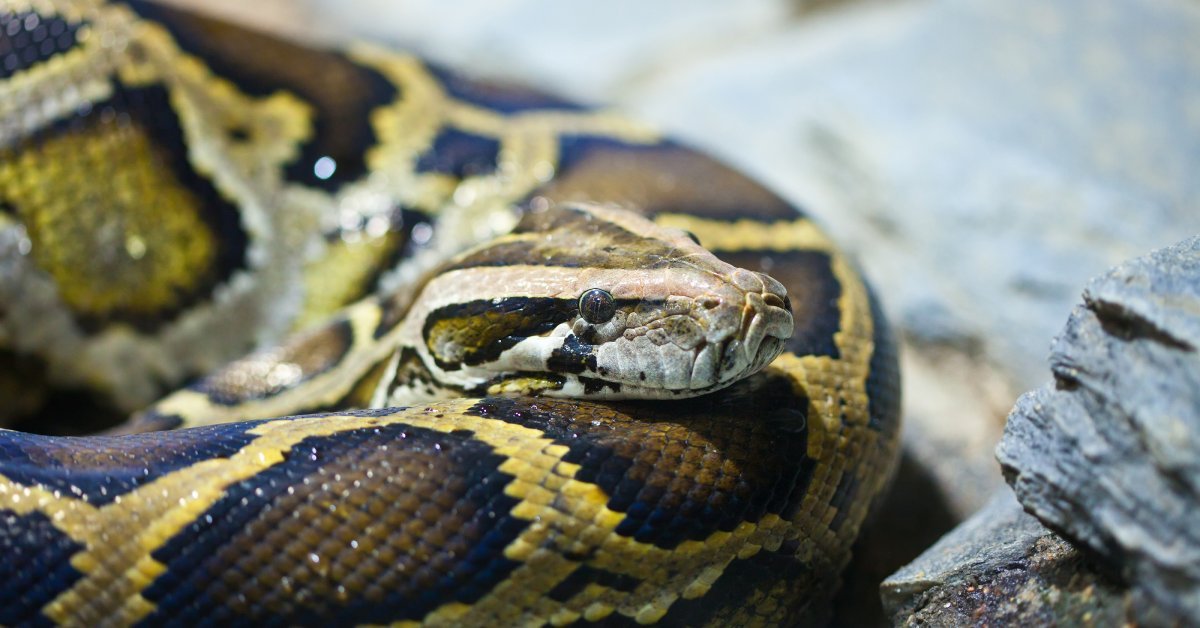 Humane Methods for Hunting Burmese Pythons