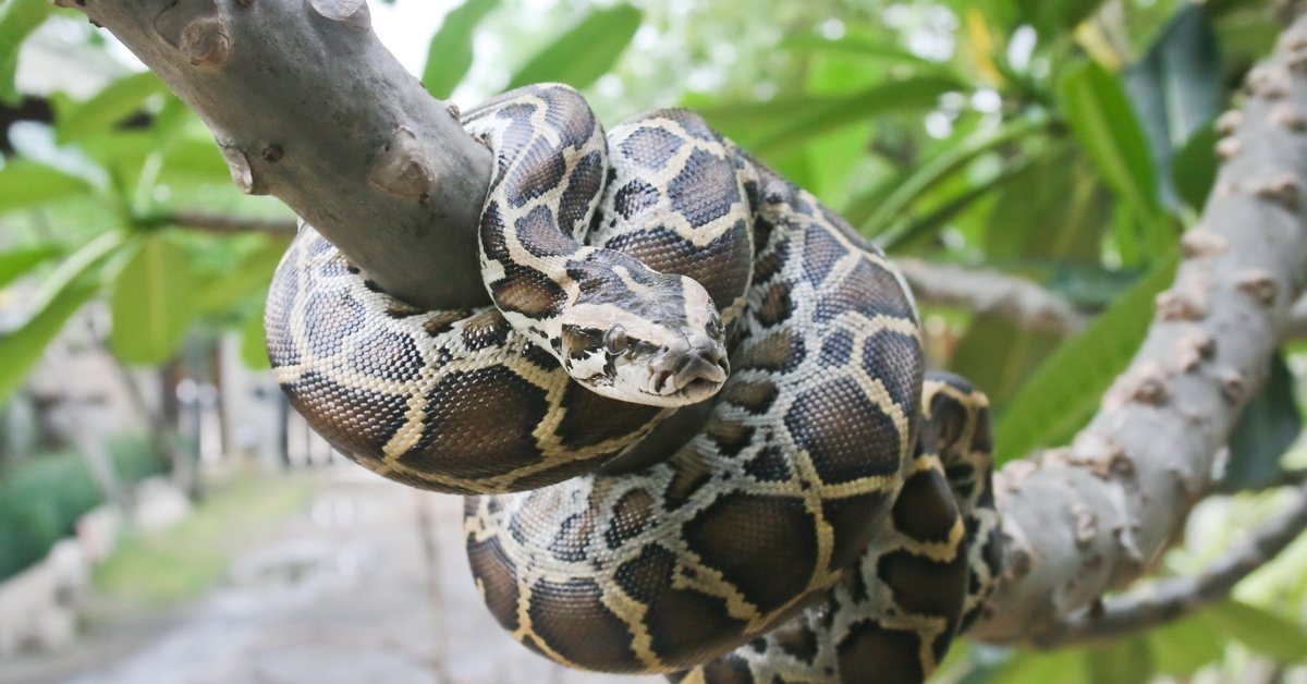 How Florida’s Python Problem Affects Native Wildlife