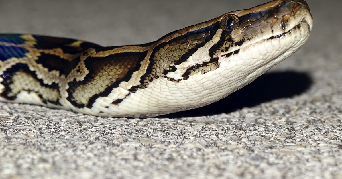 8 Ways Burmese Pythons Harm the Environment