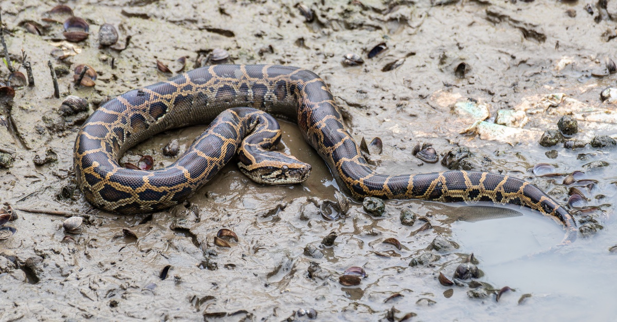 8 Ways Burmese Pythons Harm the Environment