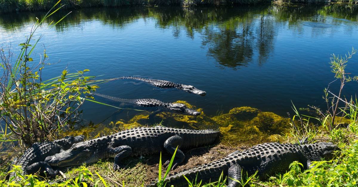 10 Major Threats to the Everglades Ecosystem