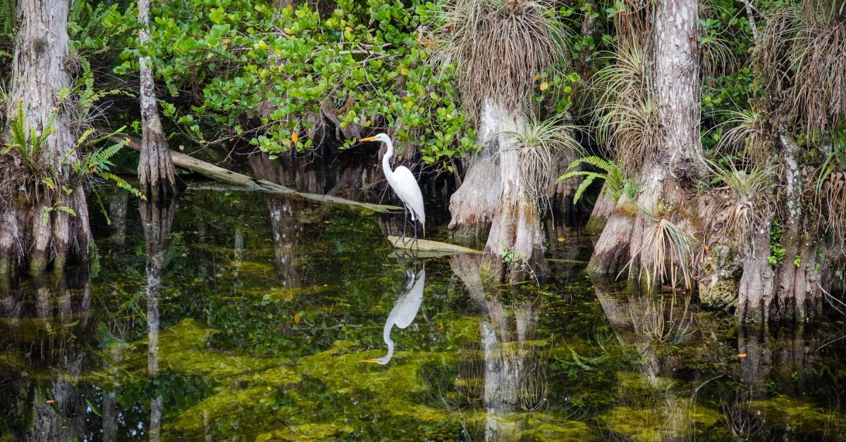 10 Major Threats to the Everglades Ecosystem