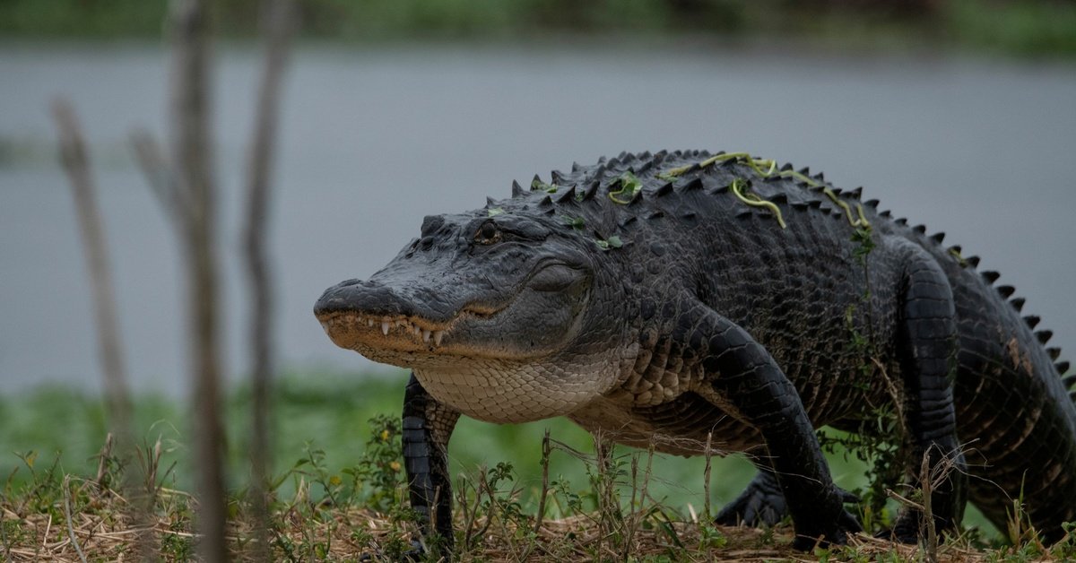 A Complete Guide to Florida Alligator Hunting