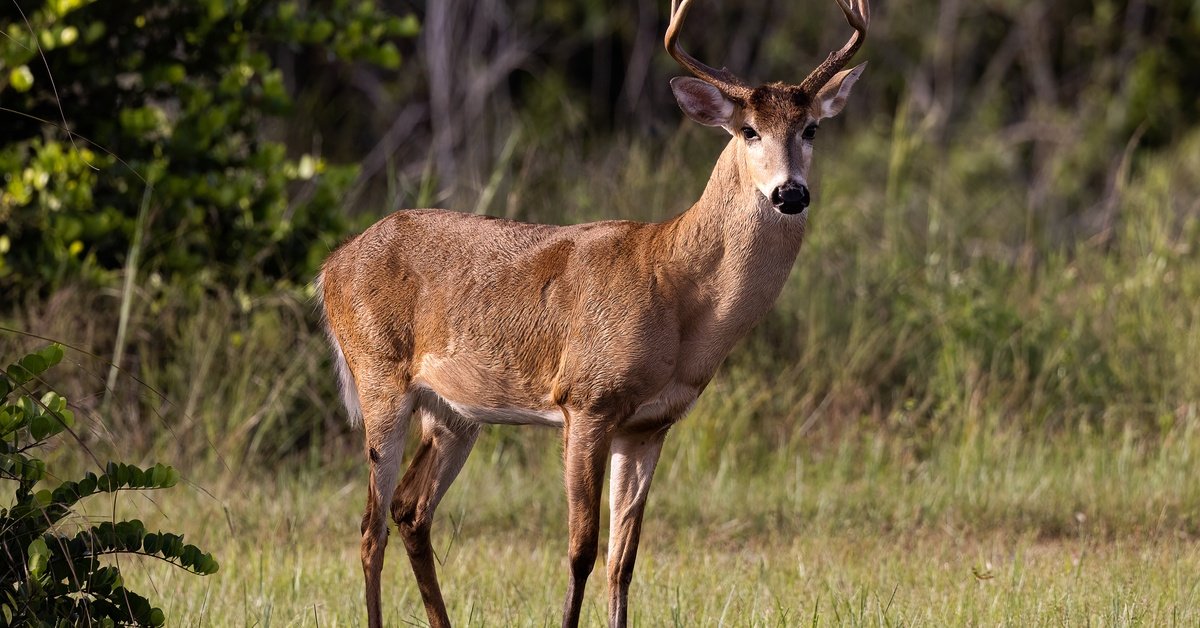 Your Complete Guide to Florida Deer Hunting