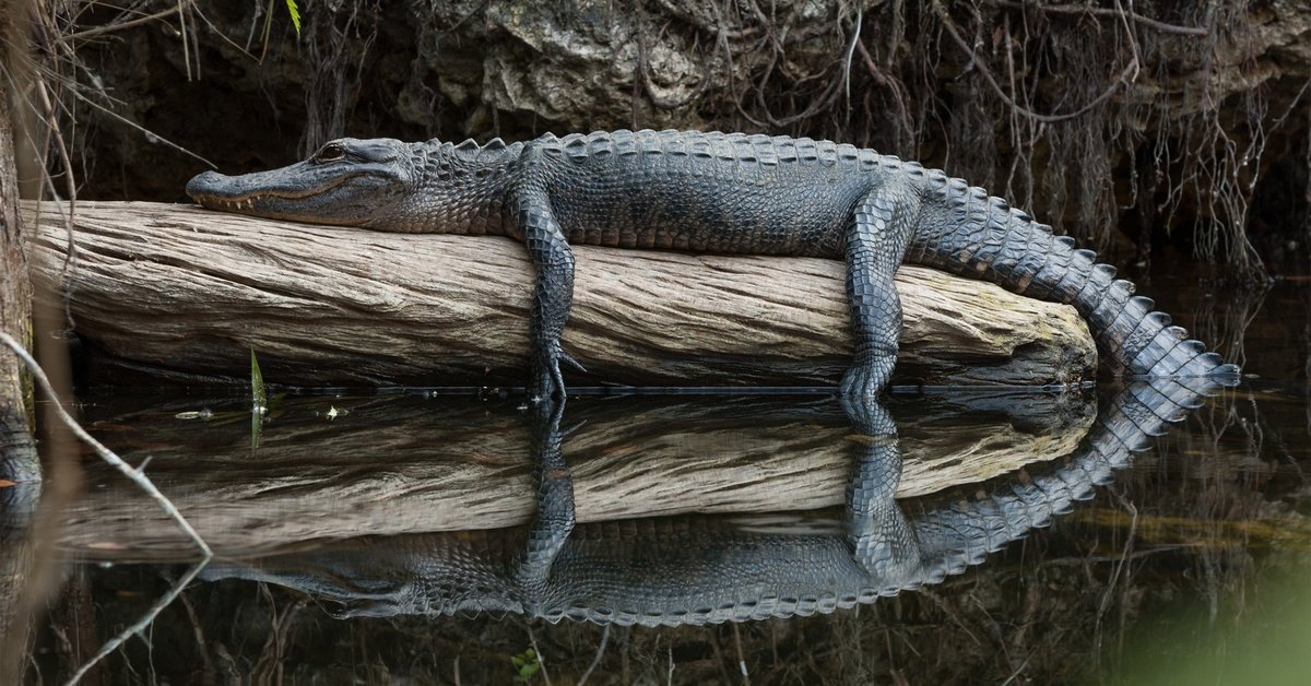 A Complete Guide to Florida Alligator Hunting