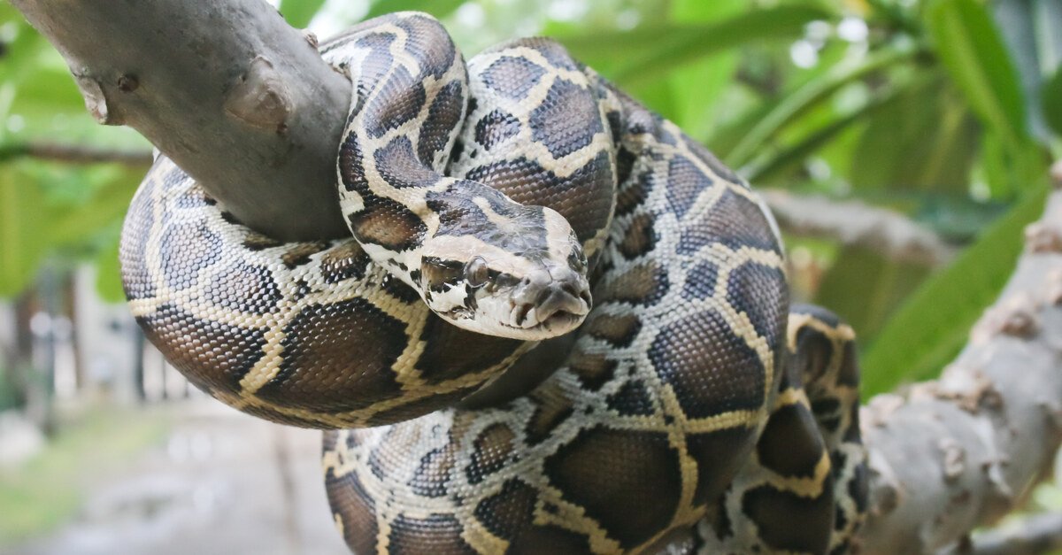 What’s the Best Time of Year To Hunt Pythons in Florida?