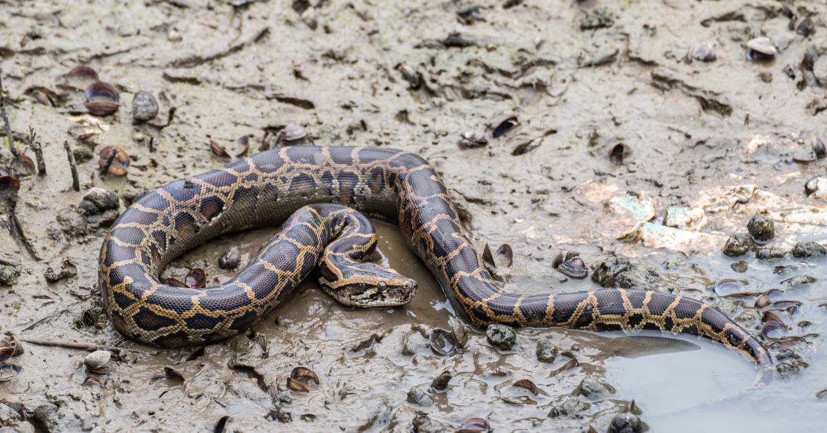 4 Dangerous Everglades Snakes You Should Know