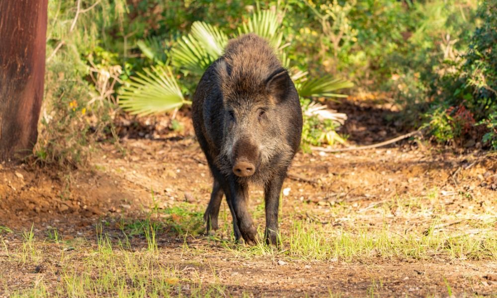 What Are the Different Types of Wild Hogs in Florida?