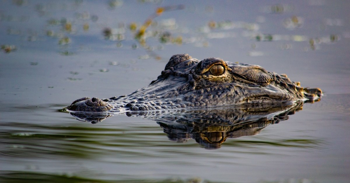 A Complete Guide to Florida Alligator Hunting